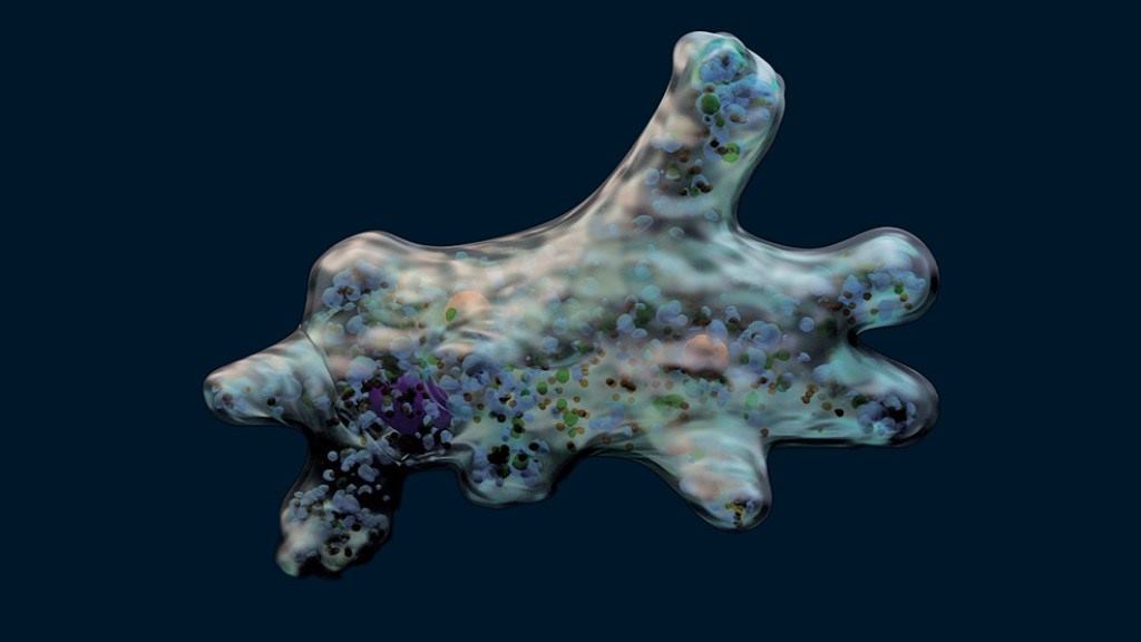 Crean tratamiento natural alternativo contra la amibiasis | Total Sapiens