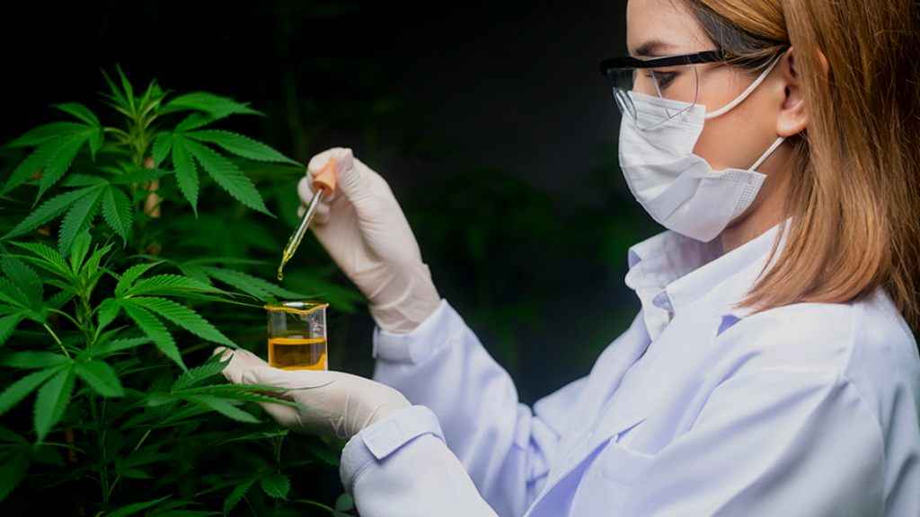 CBD sin THC: qué significa y por qué importa al consumidor | Total Sapiens